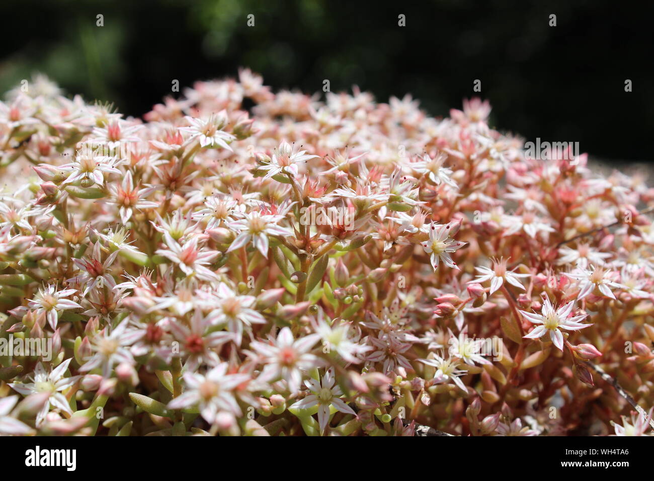 Mini wild flowers in natural bouquet Stock Photo - Alamy
