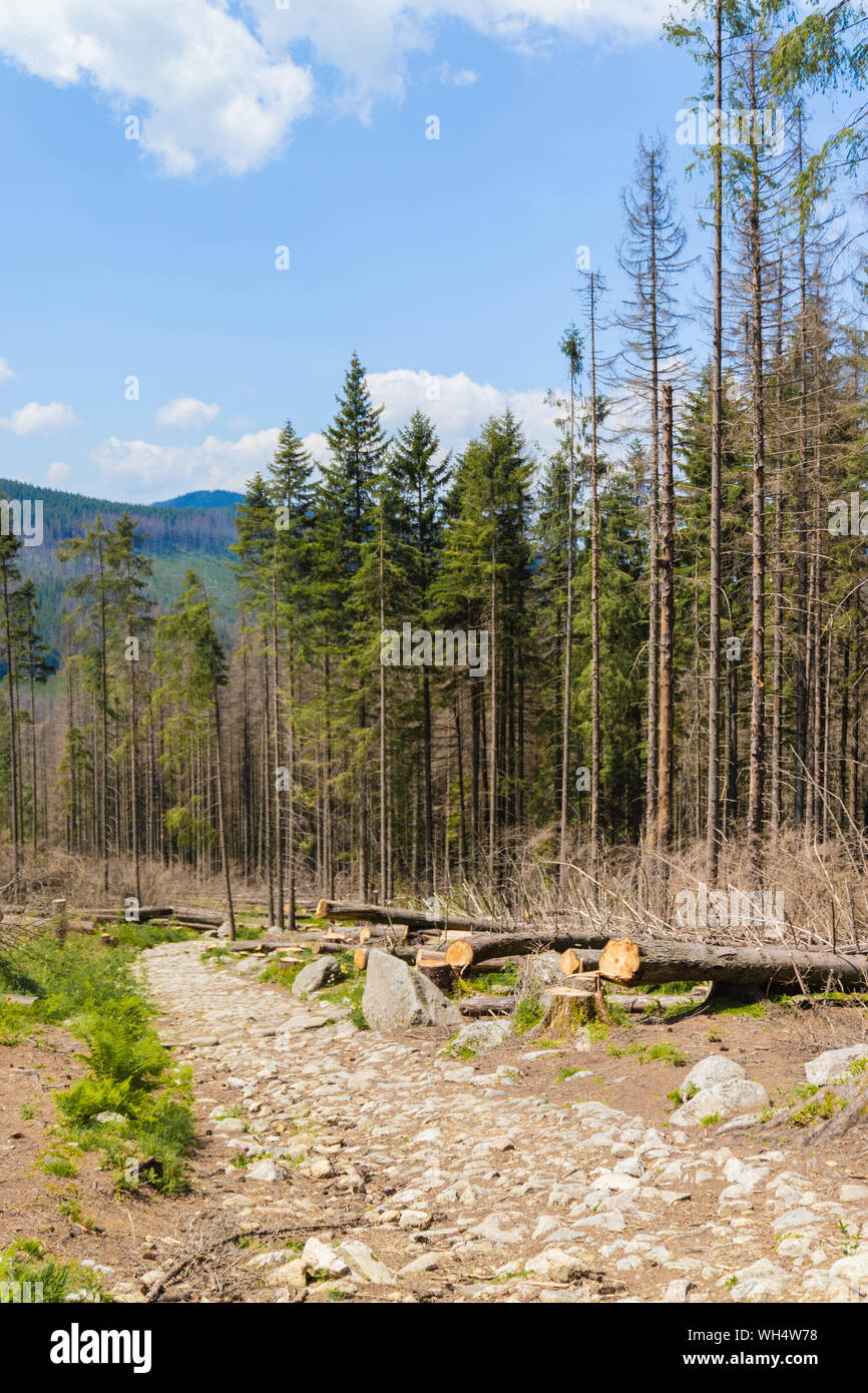 Photo of illegal logging. Environmental problem and danger Stock Photo ...