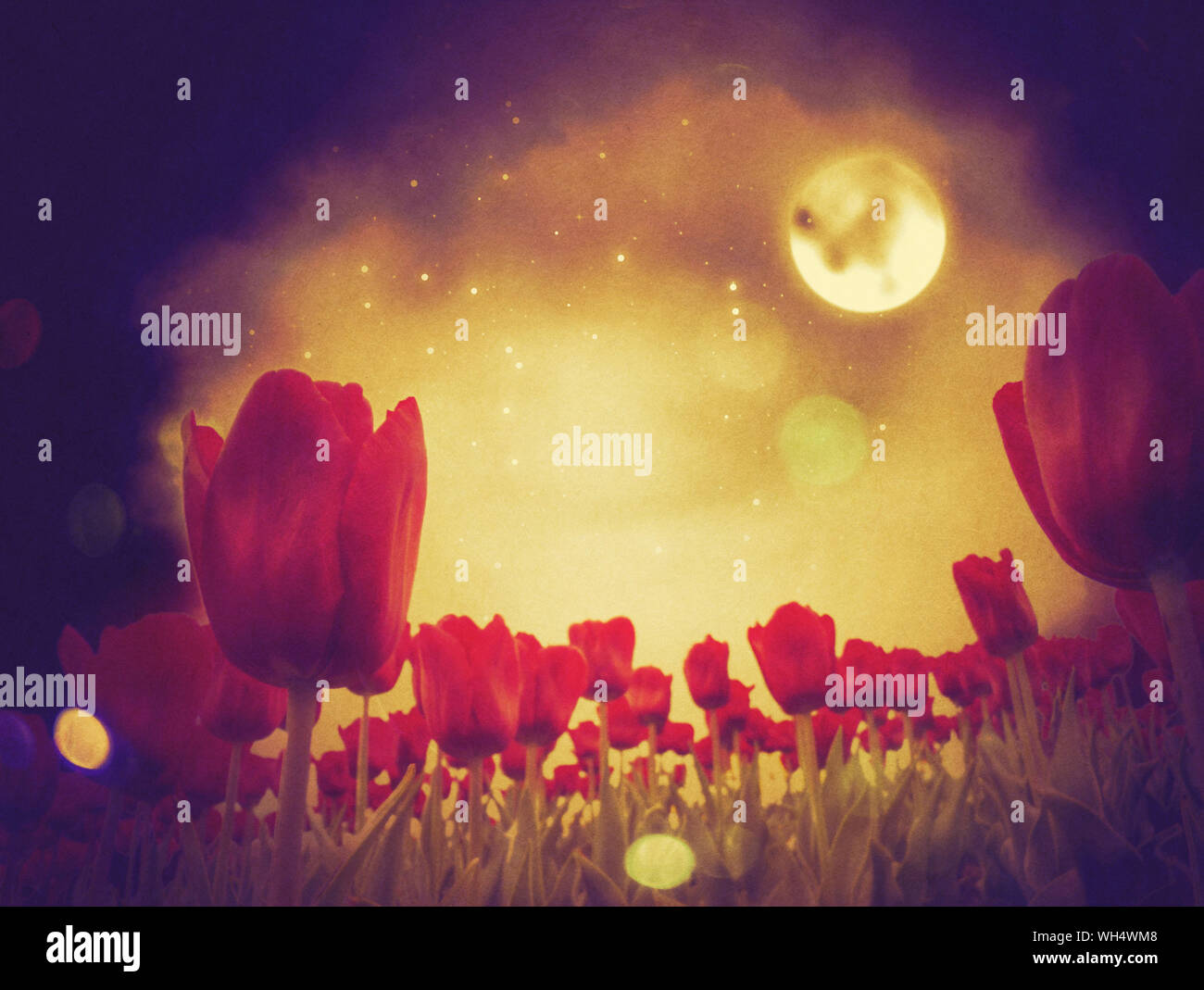 Fantasy illustration of red tulip flowers at night time Stock Photo - Alamy