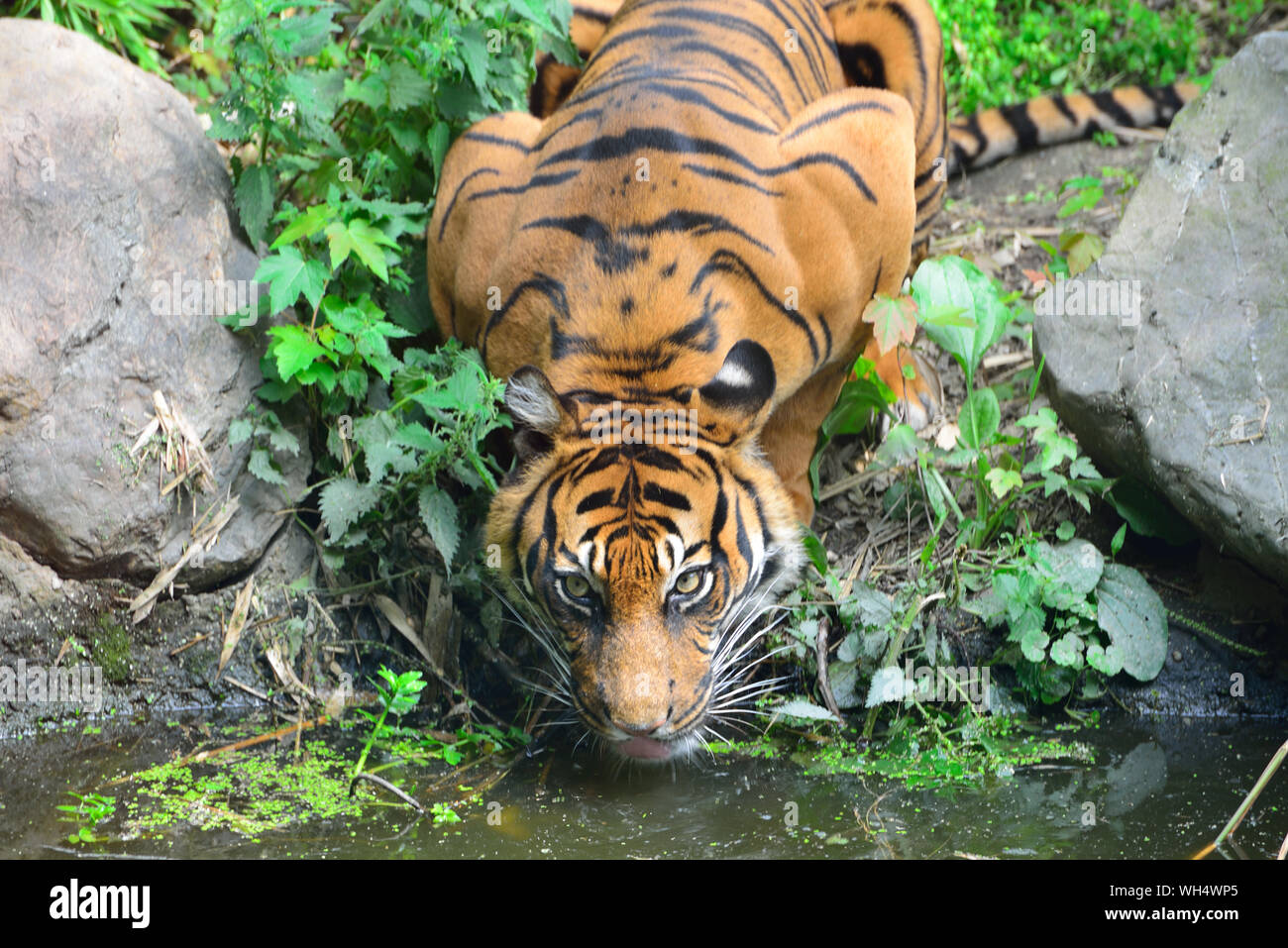 Tiger Rock Water High Resolution Stock Photography and Images - Alamy