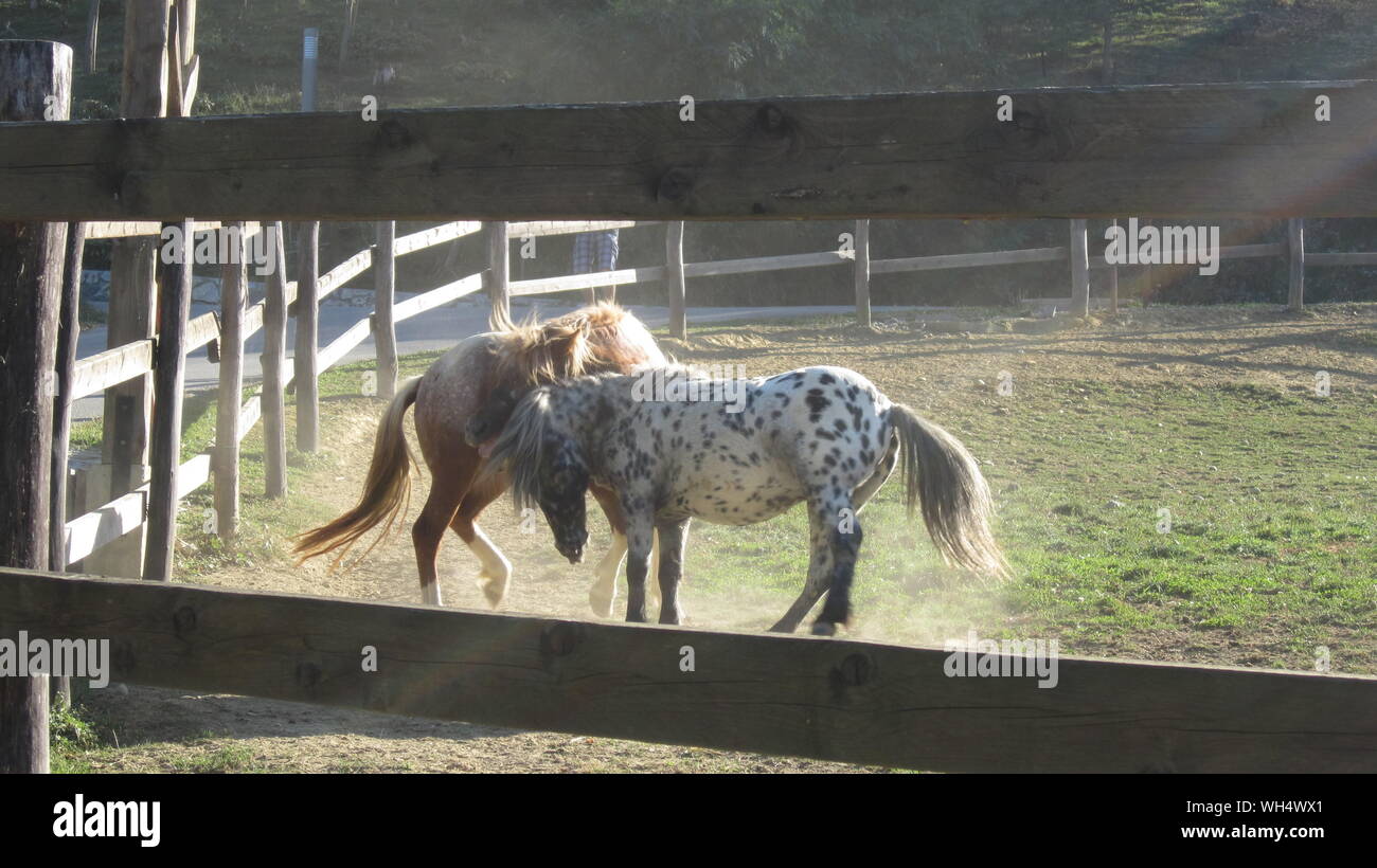 Two horses in pen hi-res stock photography and images - Alamy