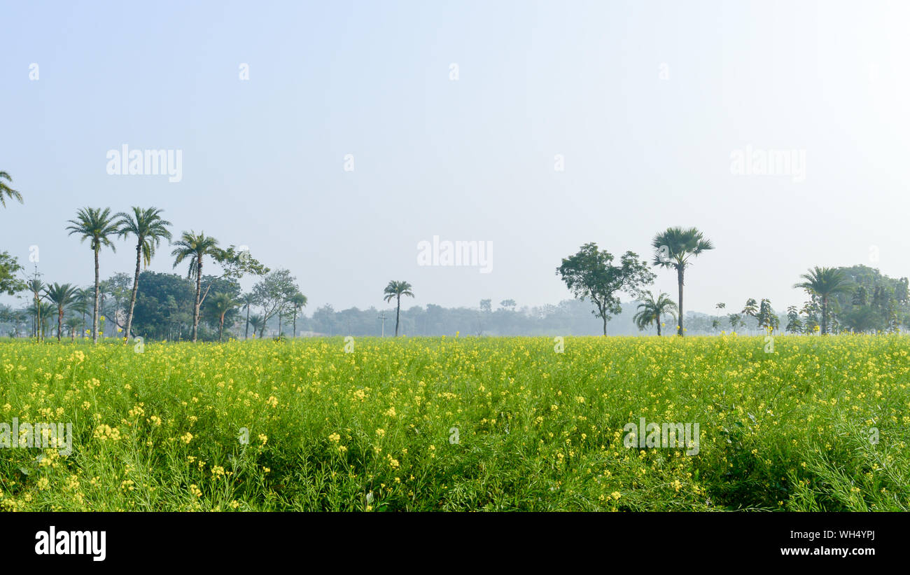 Green yellow Canola field and tree in a scenic agricultural landscape ...