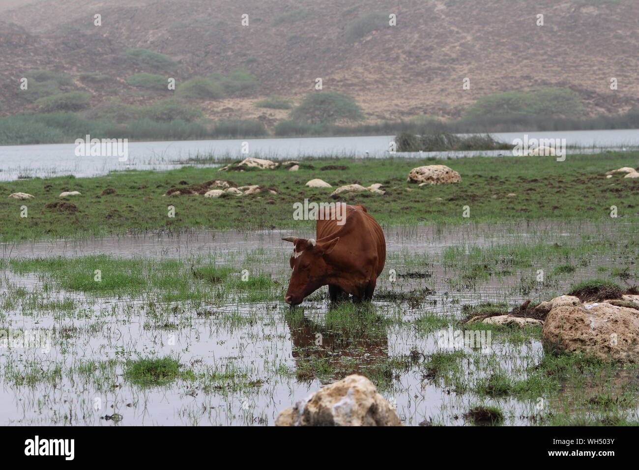 Wet Cow High Resolution Stock Photography and Images - Alamy