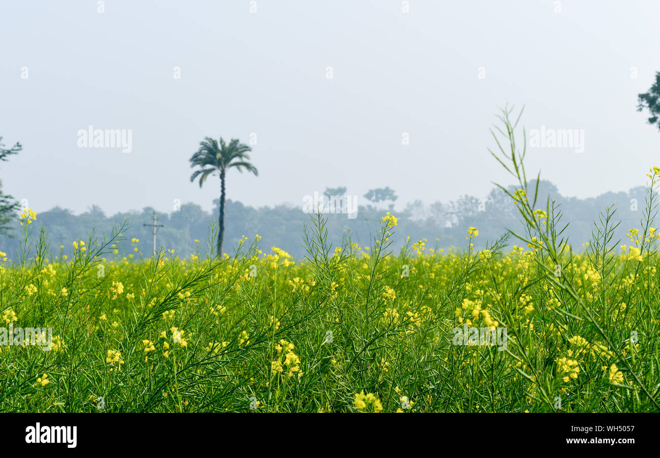 Green yellow Canola field and tree in a scenic agricultural landscape ...