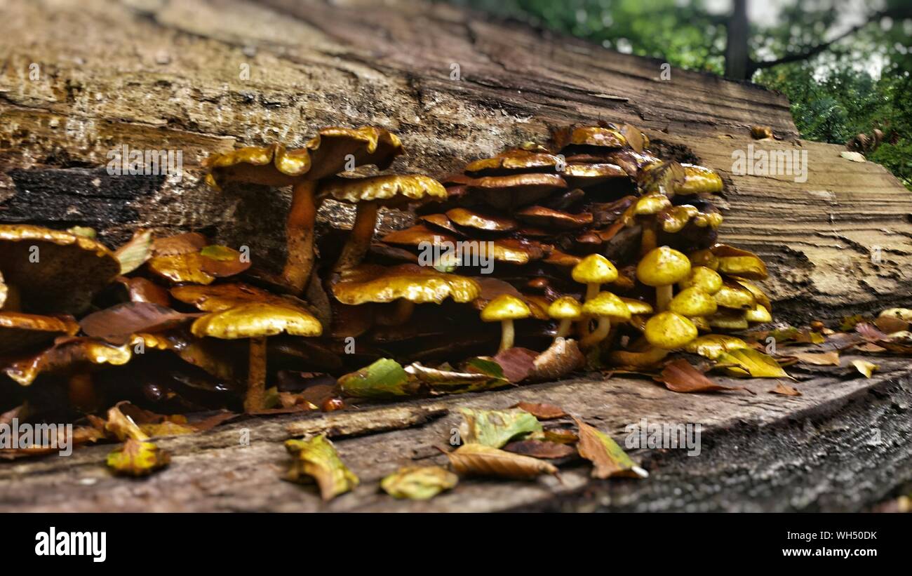 Rock mushrooms hi-res stock photography and images - Alamy