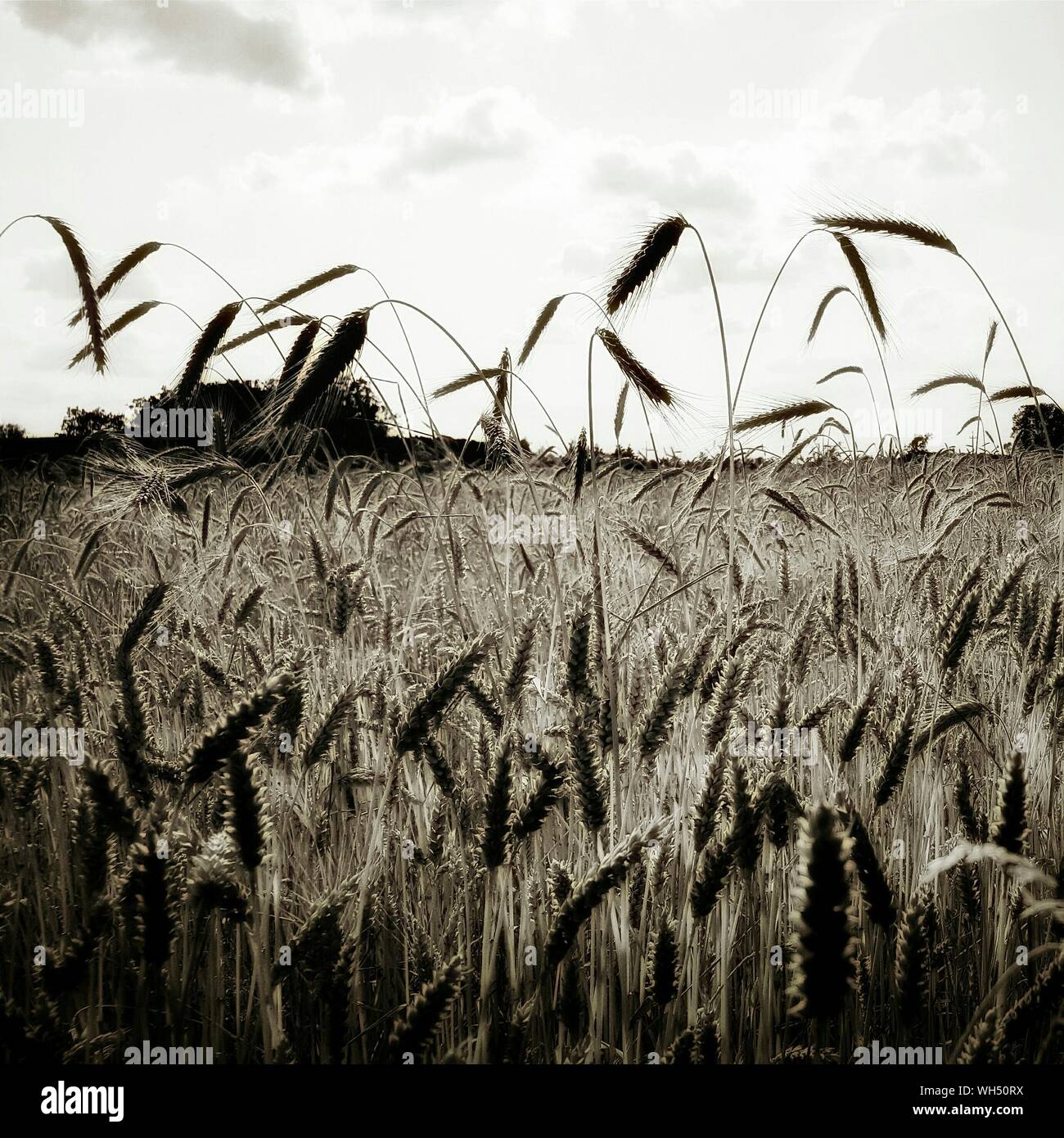 Wheat crops growing field sky cereal plant hi-res stock photography and ...