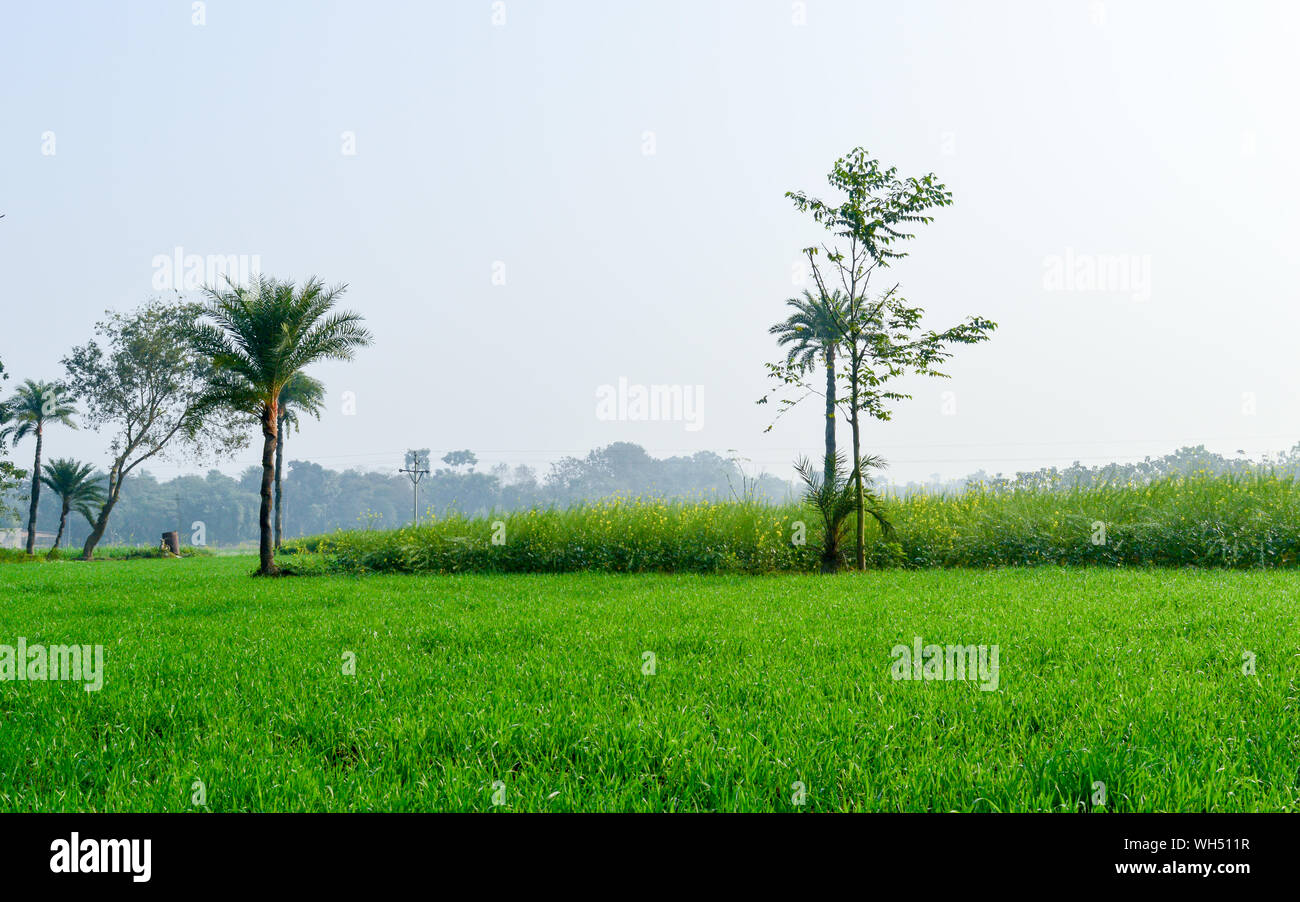 Green fields and trees in a scenic agricultural landscape in rural ...