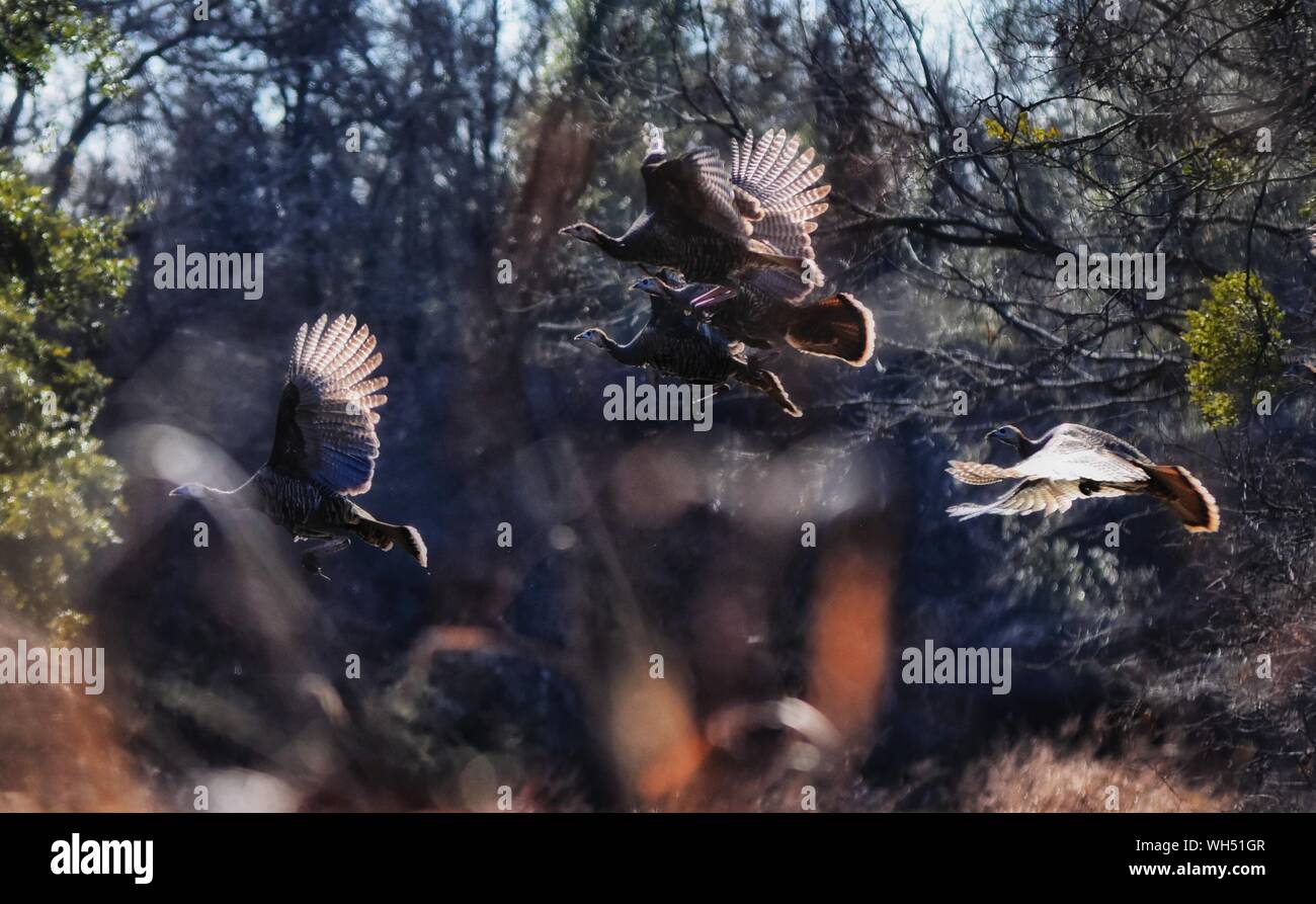 Flying wild turkey hi-res stock photography and images - Alamy