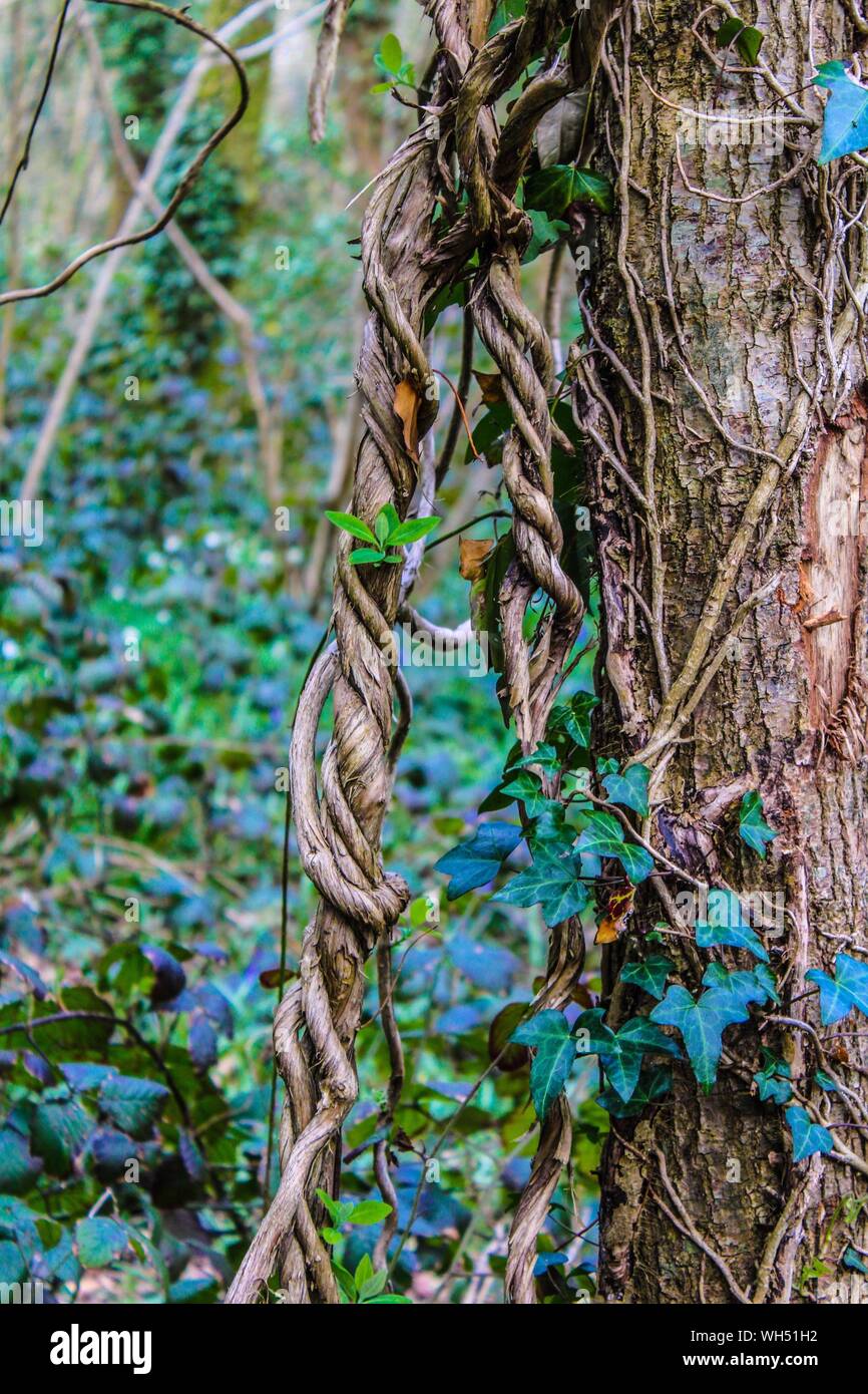 Hanging Roots High Resolution Stock Photography and Images - Alamy