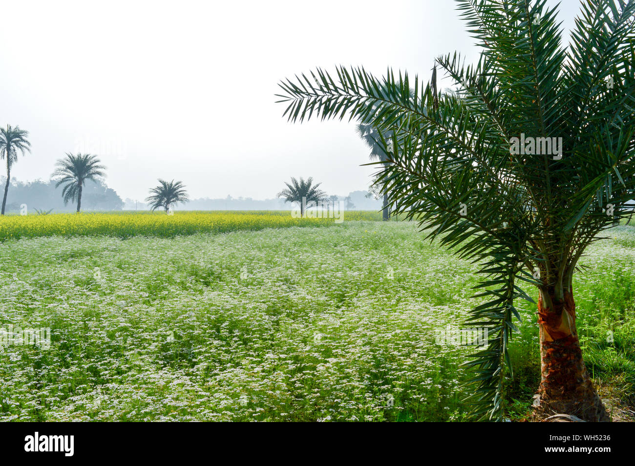 Green fields and trees in a scenic agricultural landscape in rural ...
