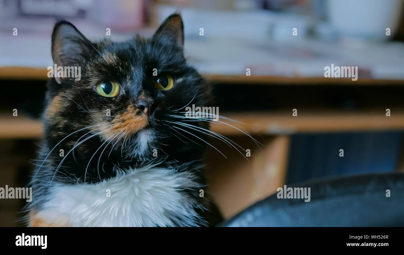 Concerned cat hi-res stock photography and images - Alamy