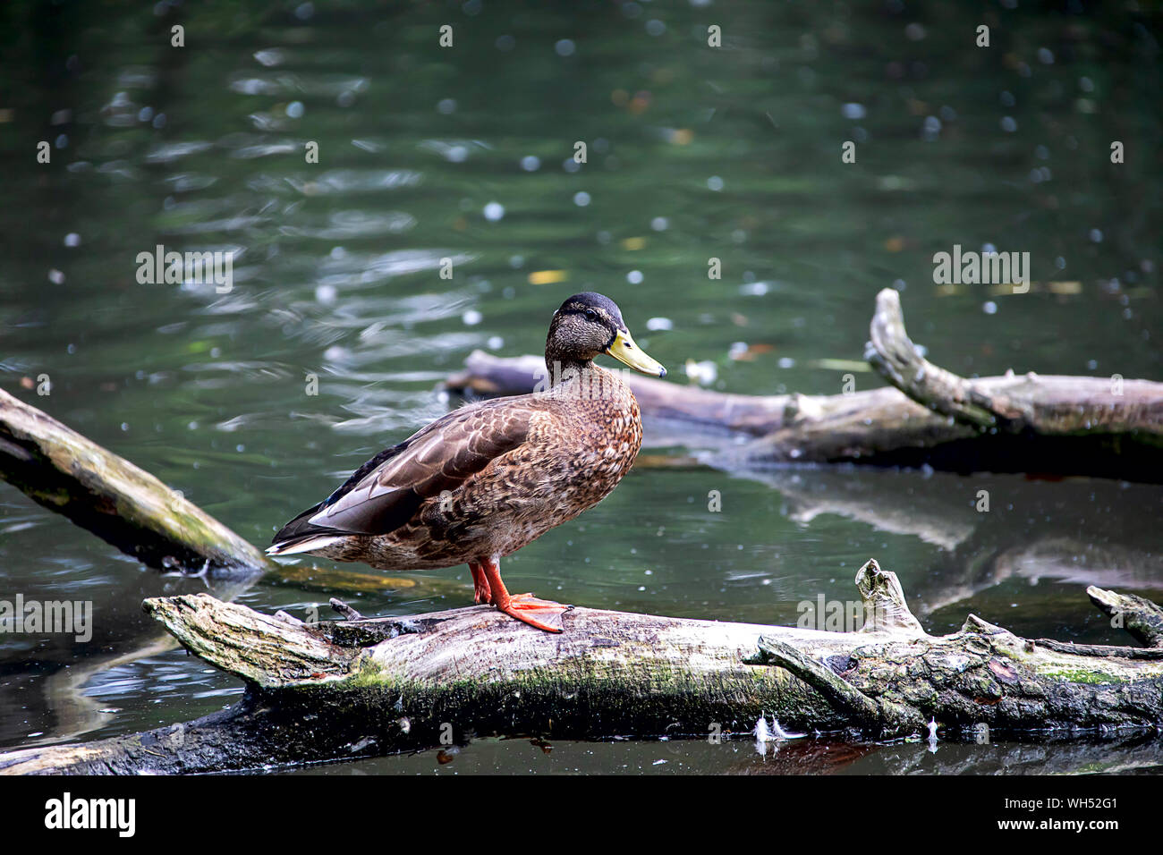 female mallard duck standing on a fallen tree trunk at the shore Stock ...