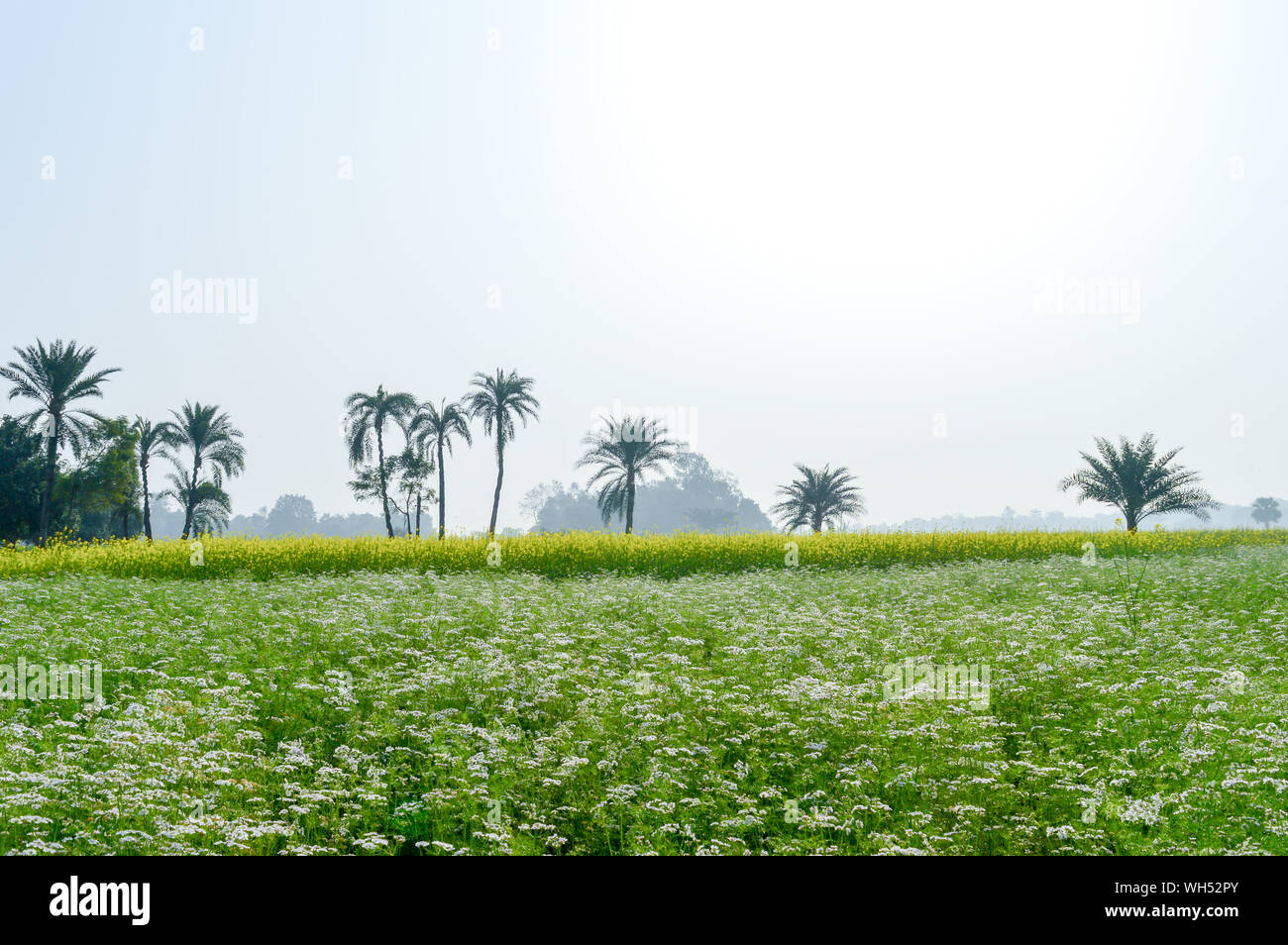 Green fields and trees in a scenic agricultural landscape in rural ...