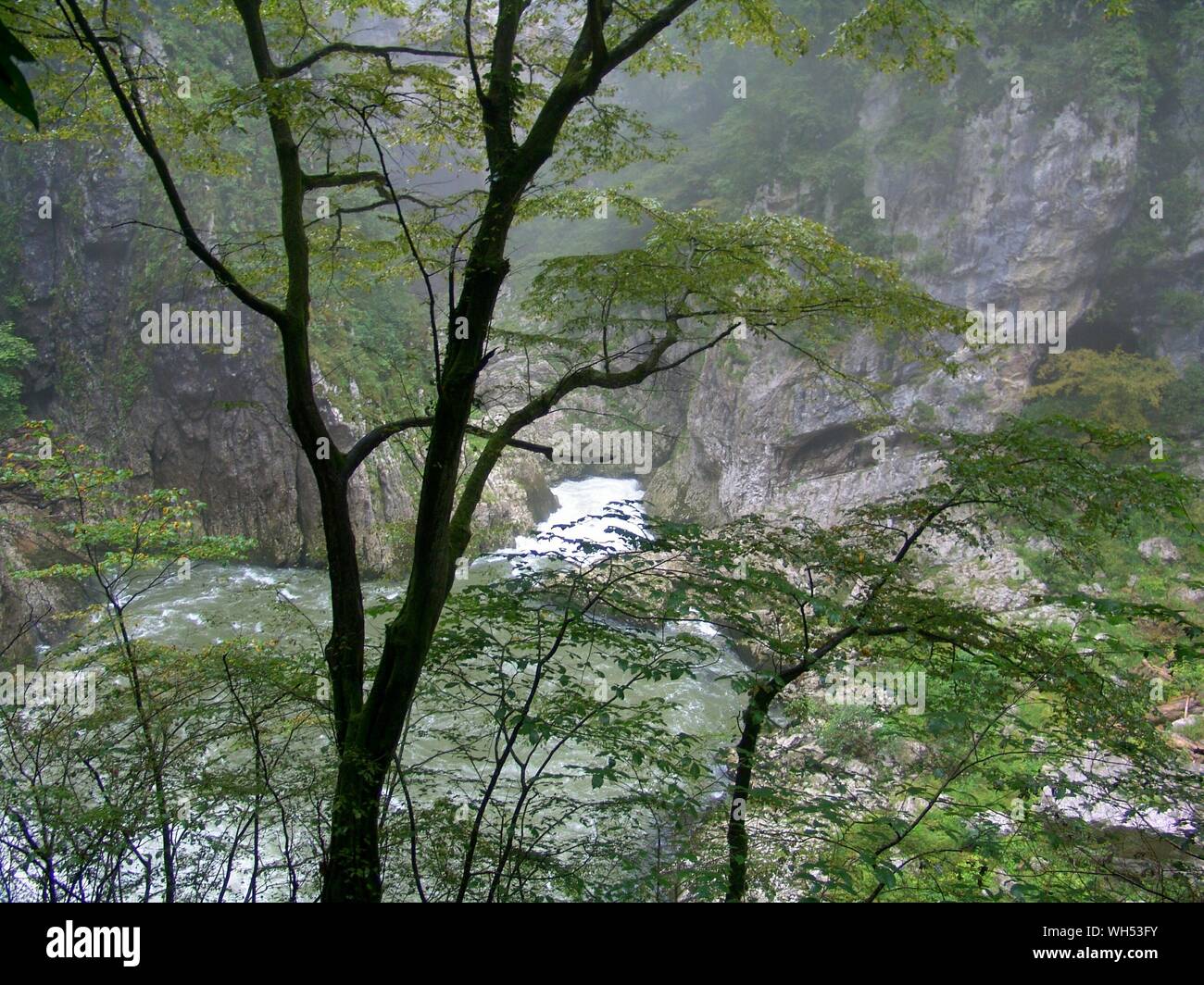 Tree caves hi-res stock photography and images - Alamy