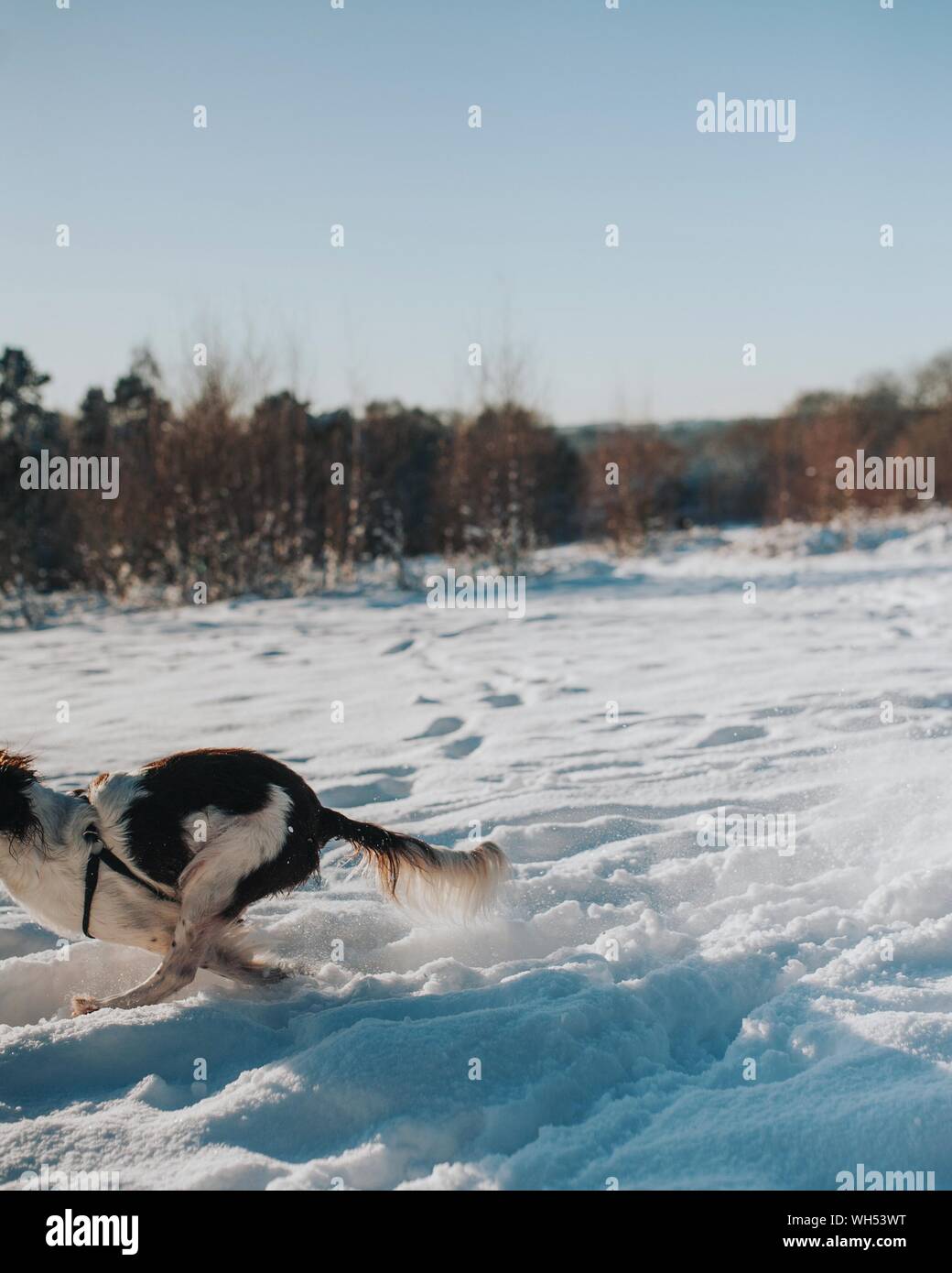 Dog winter snow running hi-res stock photography and images - Alamy