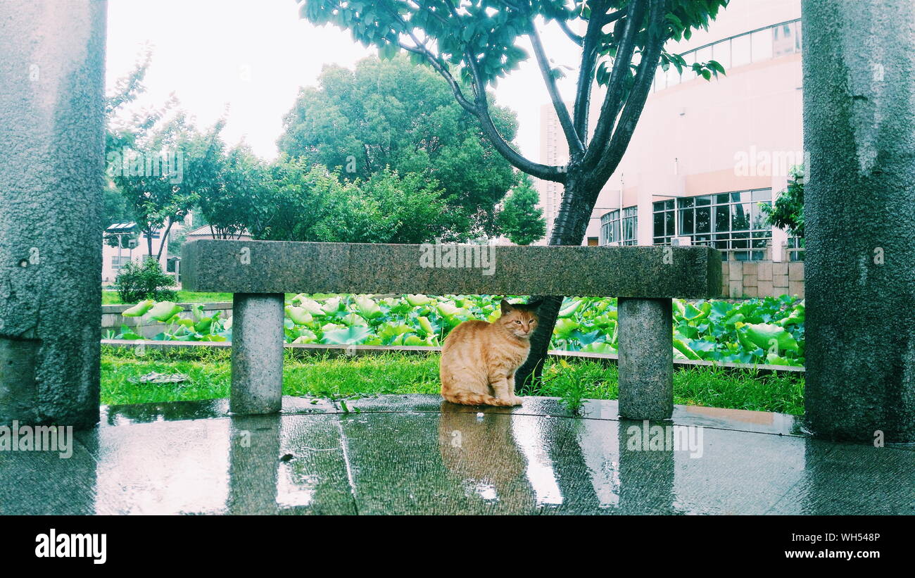 Gazebo under trees hi-res stock photography and images - Alamy