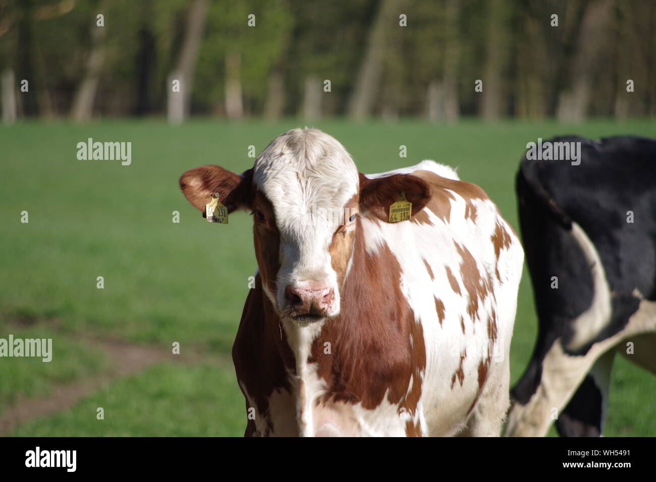 Cow identity tag hi-res stock photography and images - Alamy