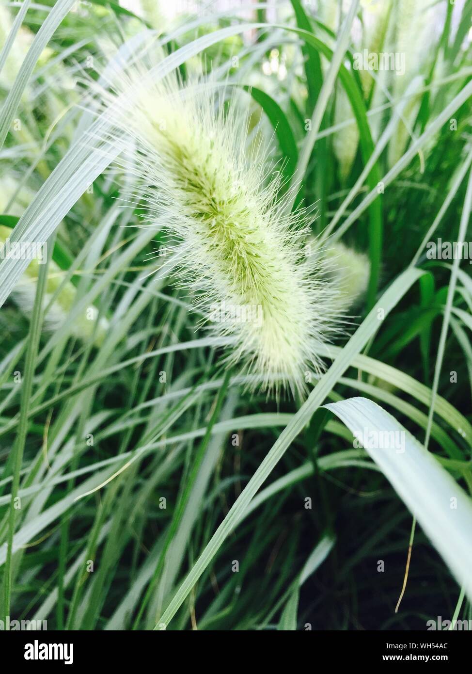Foxtail barley grass hi-res stock photography and images - Alamy