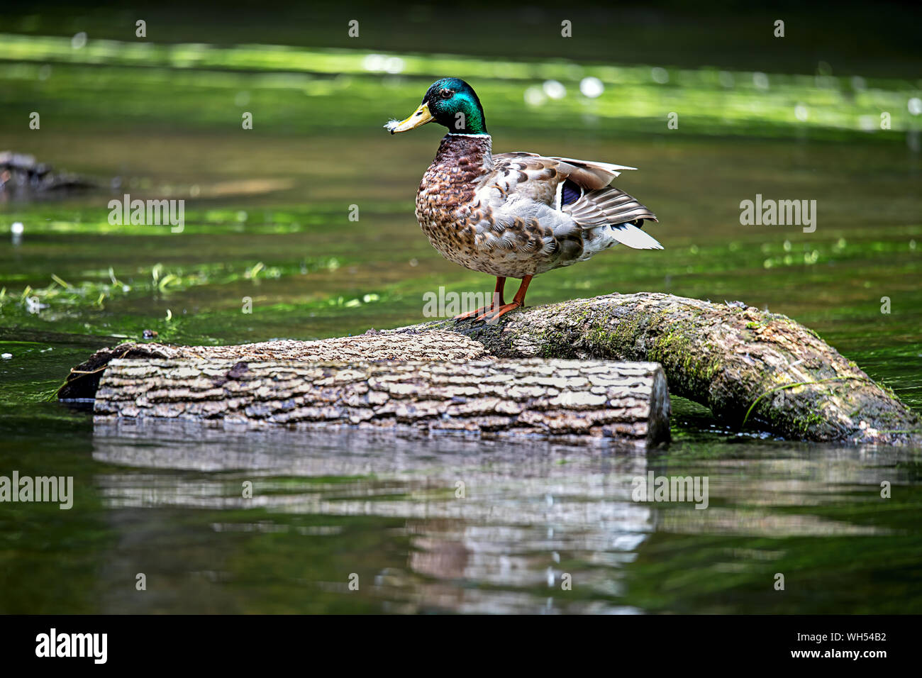 Female and male at a tree trunk hi-res stock photography and images - Alamy