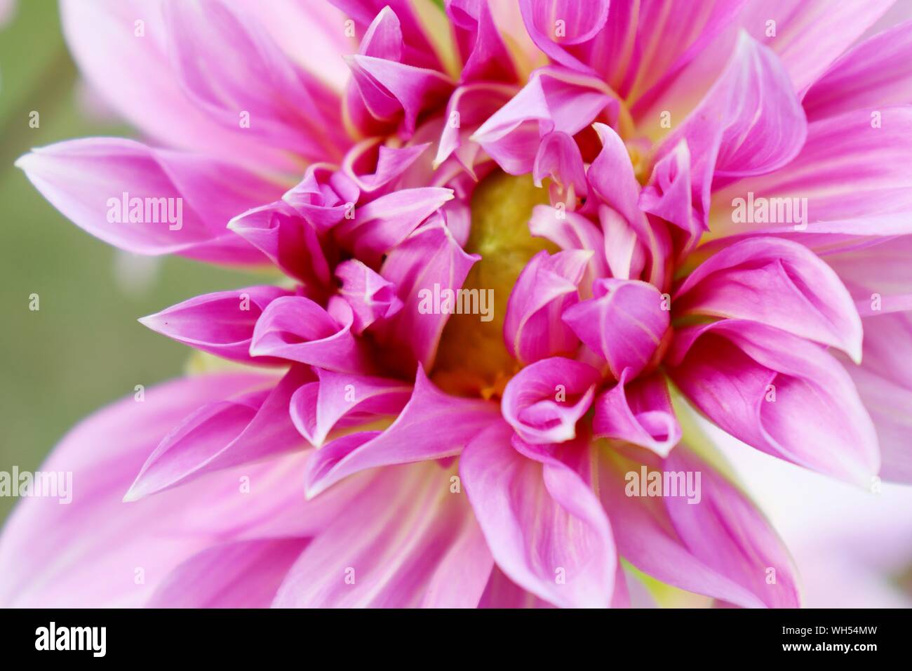 Zart hi-res stock photography and images - Alamy