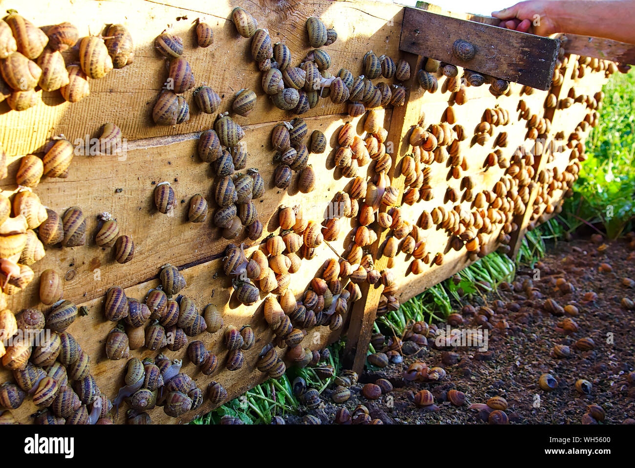 Slug and snail farm Stock Photo - Alamy