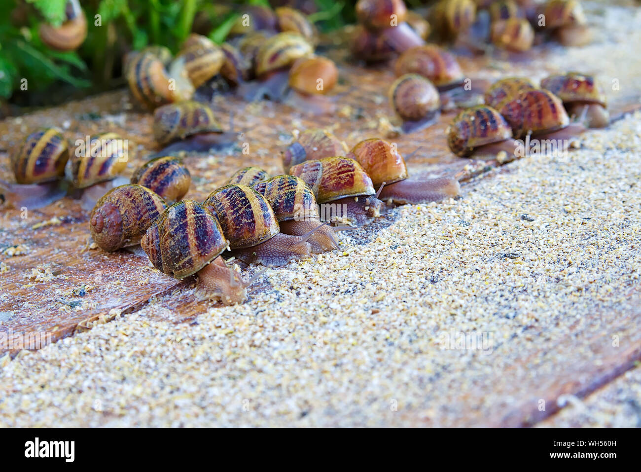 Snail farming business (heliculture) - process of raising land snails ...