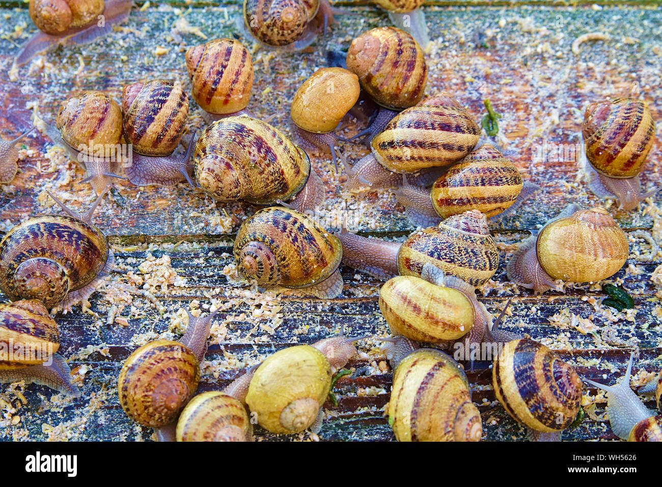 Snail farming business (heliculture) - process of raising land snails ...