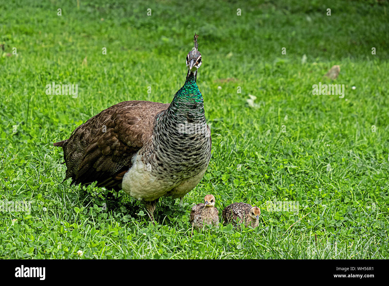 Baby peacock hi-res stock photography and images - Alamy