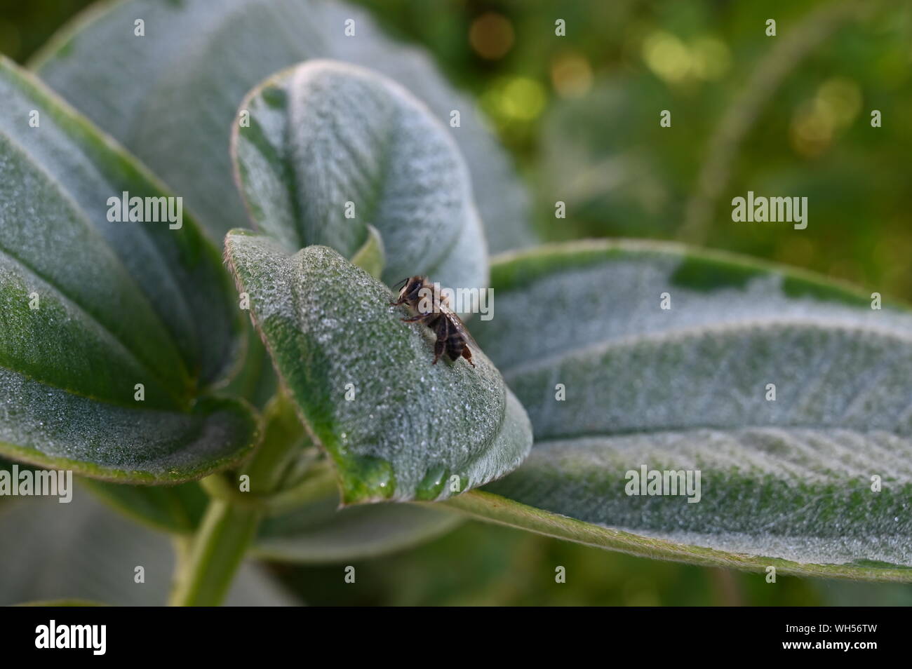 Polinizacao hi-res stock photography and images - Alamy
