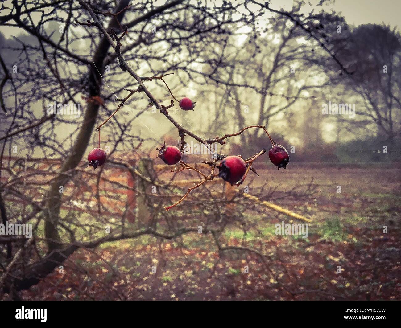 Wild red berries hi-res stock photography and images - Alamy