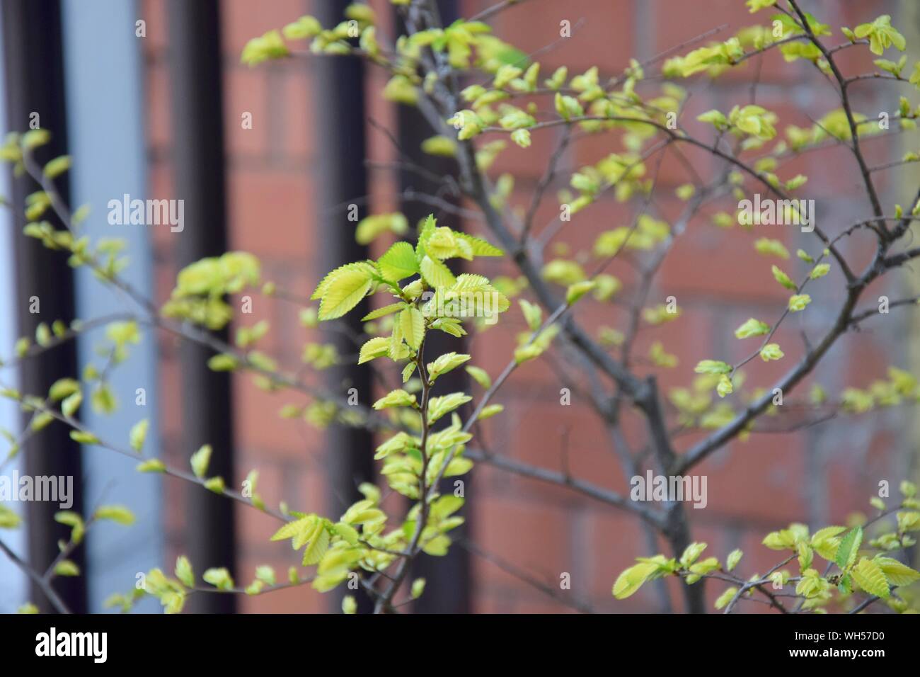 New plant emerging hi-res stock photography and images - Alamy