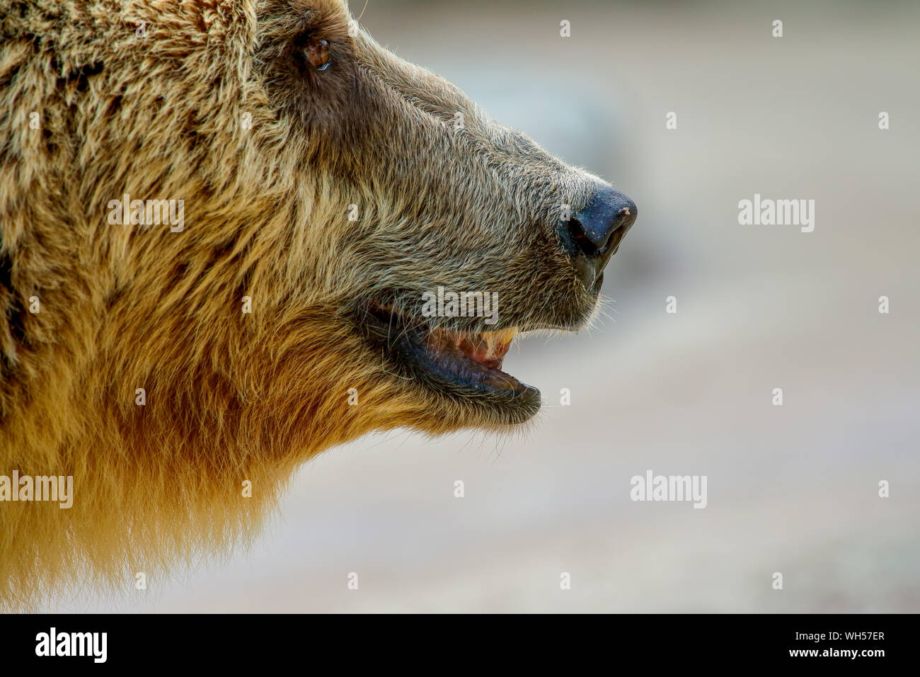 Close up head grizzly bear hi-res stock photography and images - Alamy