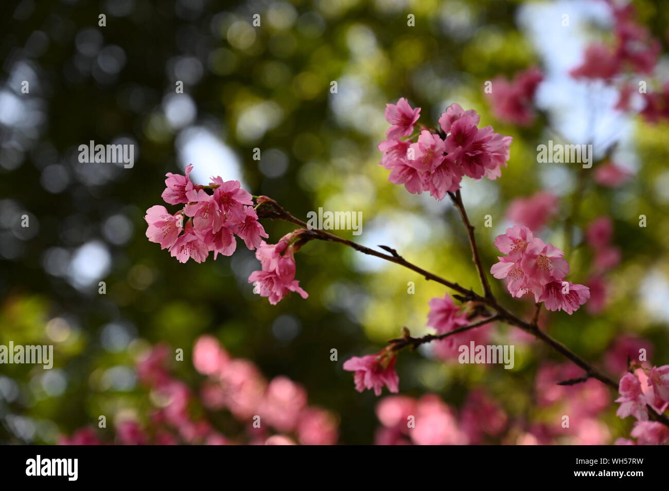 Primavera tree hi-res stock photography and images - Alamy