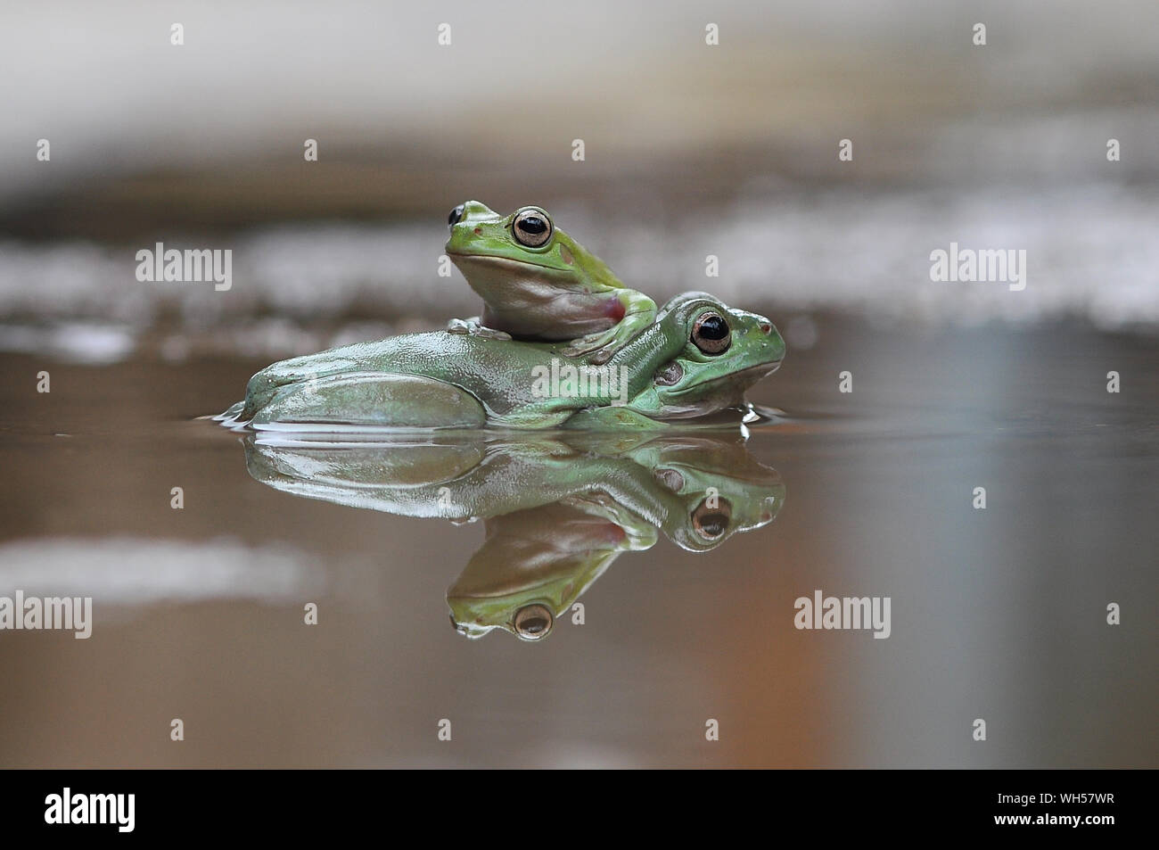 Two frogs hi-res stock photography and images - Alamy