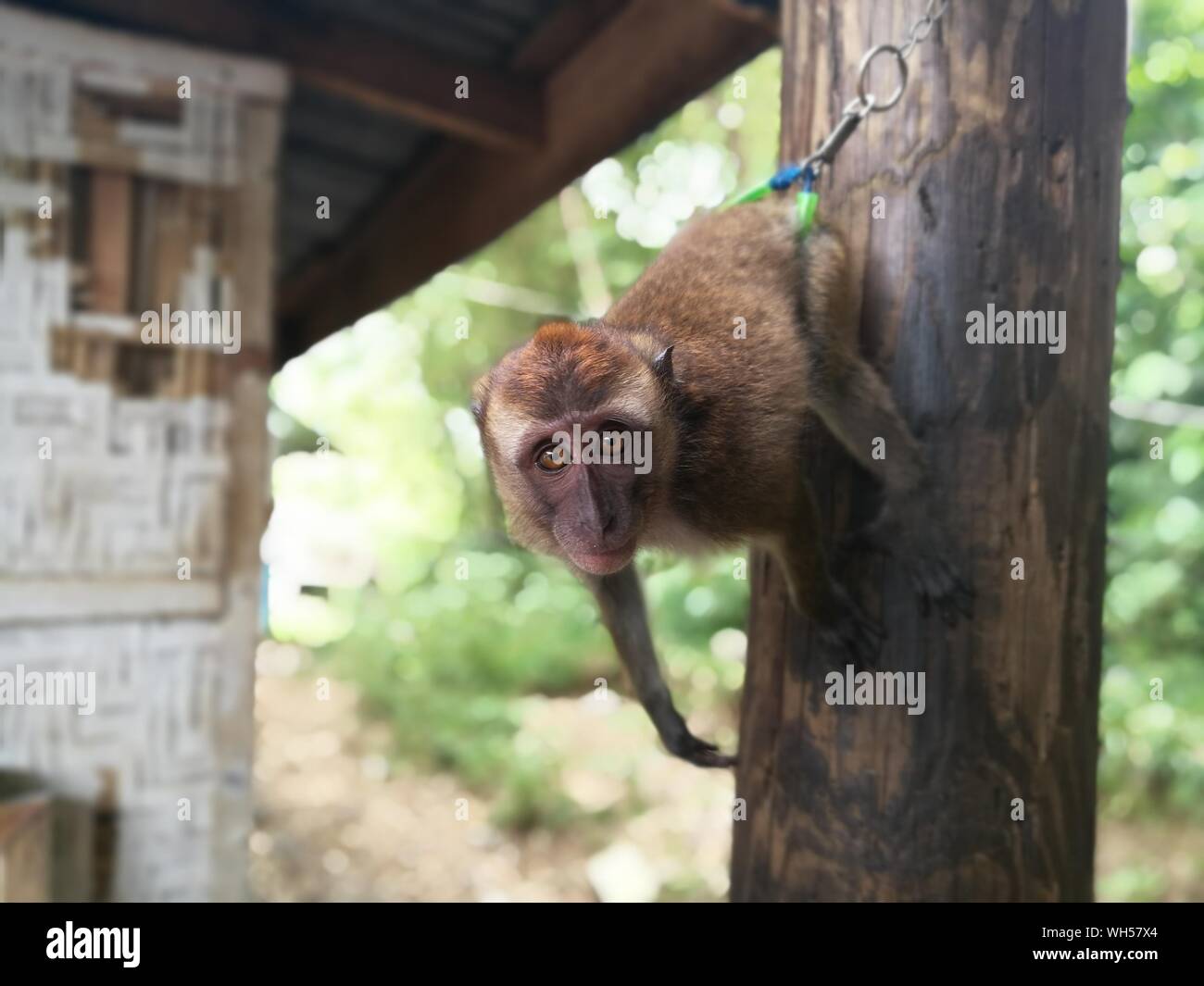 Monkey On Pole High Resolution Stock Photography and Images - Alamy