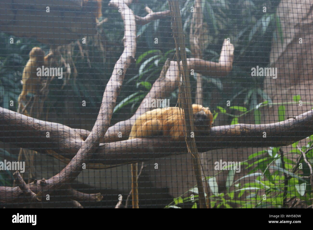 Spider monkeys zoo hi-res stock photography and images - Alamy