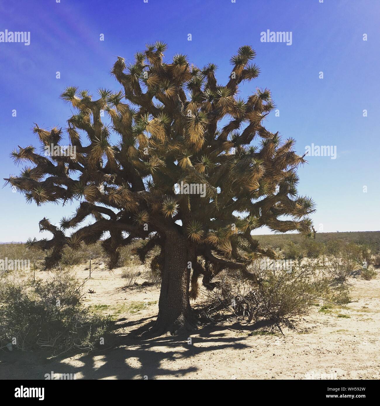 Tree in desert hi-res stock photography and images - Alamy