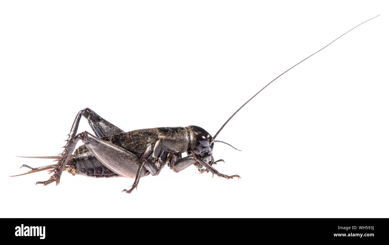 Cricket white hi-res stock photography and images - Alamy