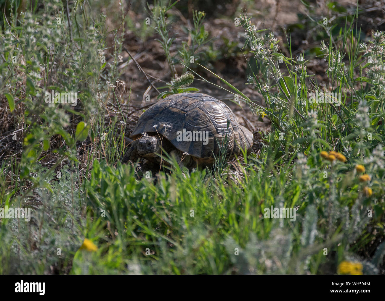 Hermanns Tortoise (Testudo hermannii) in undergrowth, Mācin Mountains ...