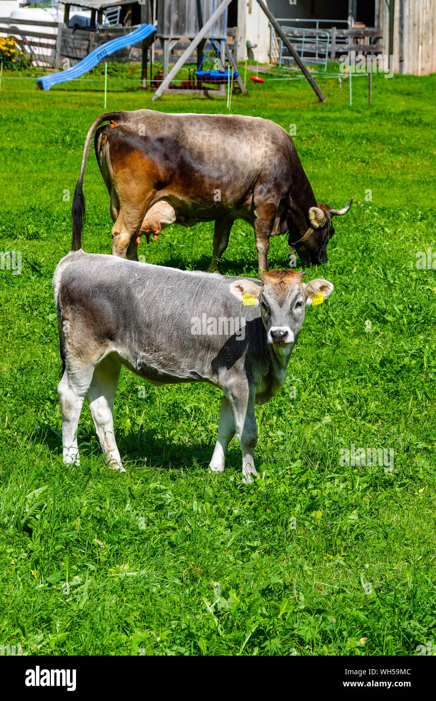 Young Tyrol Grey calves cows with nose clips to prevent them suckling ...