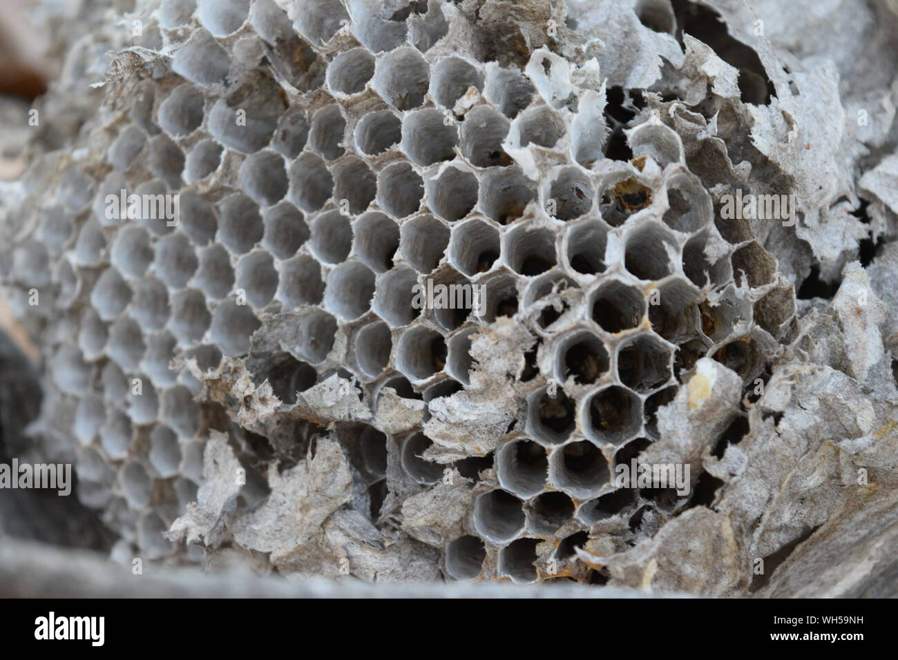 Beehive pattern hi-res stock photography and images - Alamy