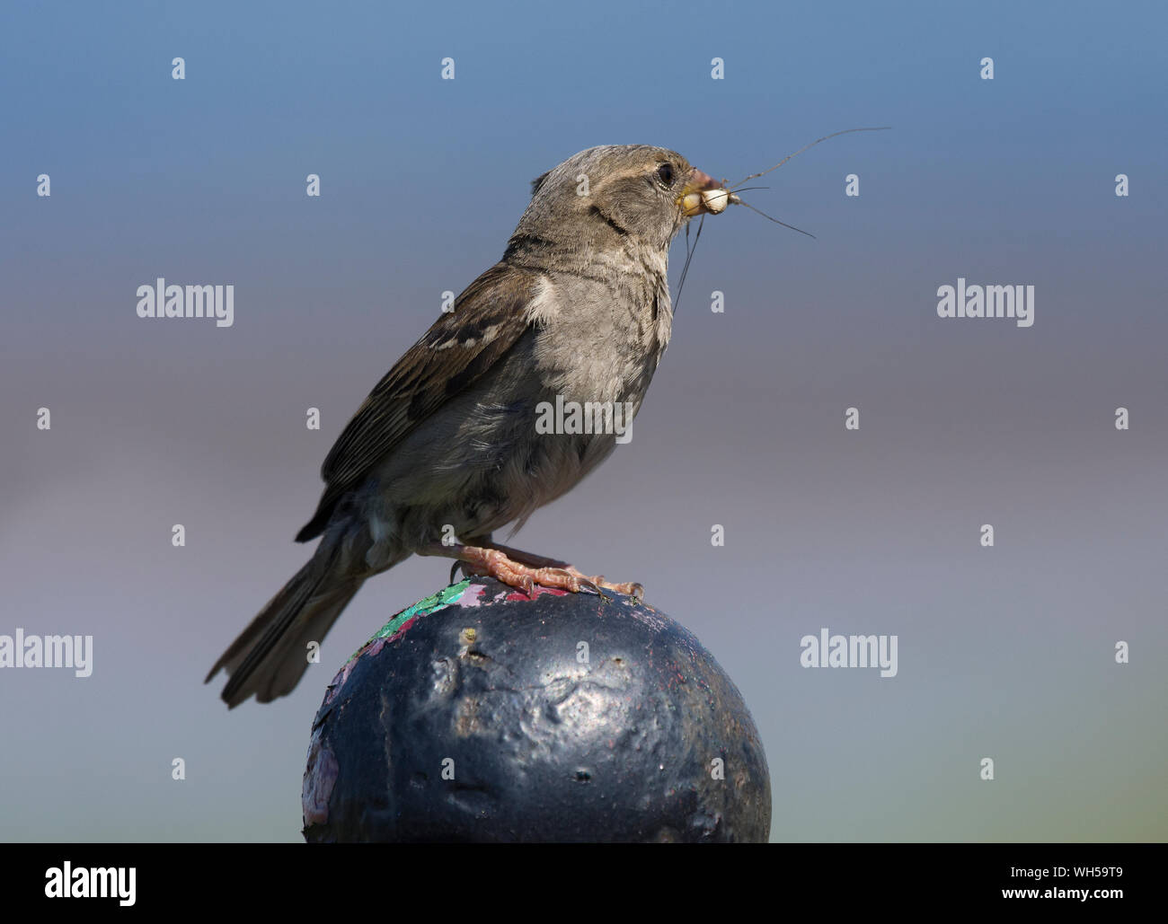 House spider uk close up hi-res stock photography and images - Alamy