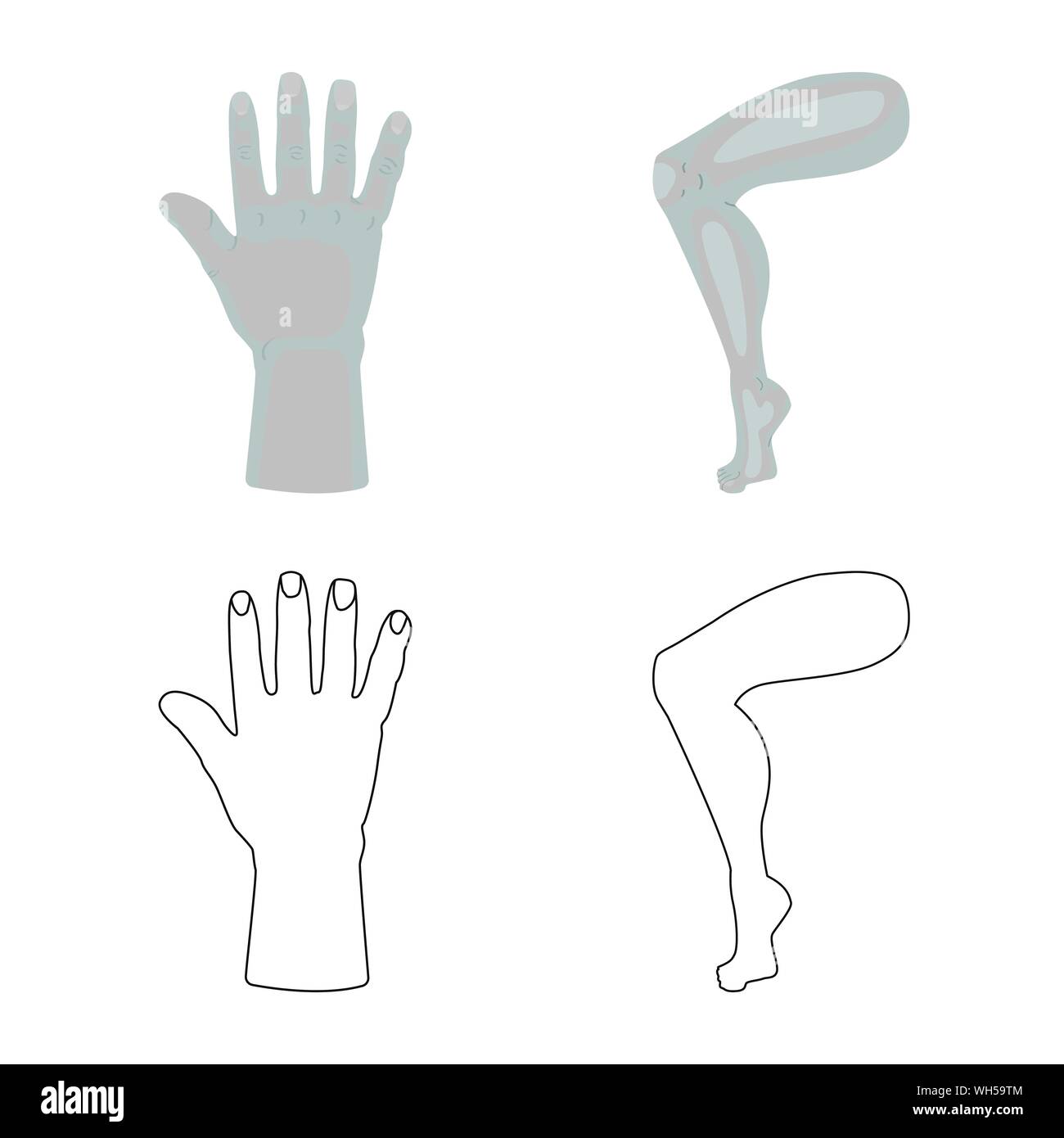 Vector illustration of body and part icon. Collection of body and ...