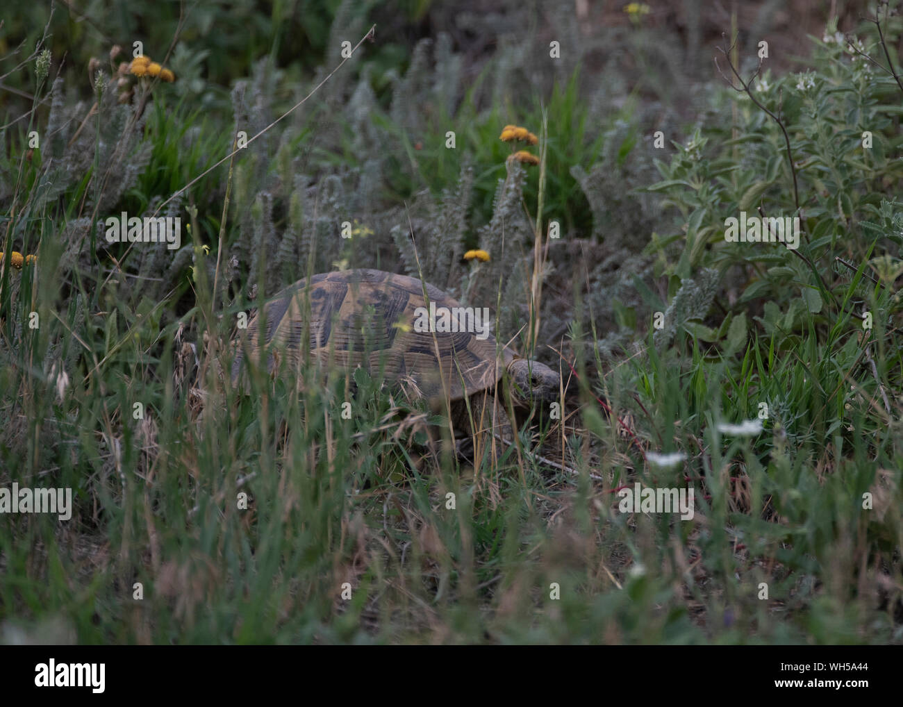 Hermanns Tortoise (Testudo hermannii) in undergrowth, Mācin Mountains ...