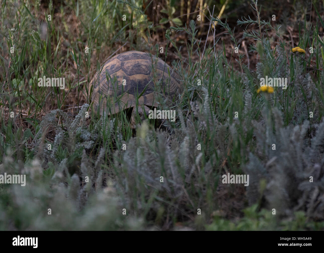 Hermanns Tortoise (Testudo hermannii) in undergrowth, Mācin Mountains ...