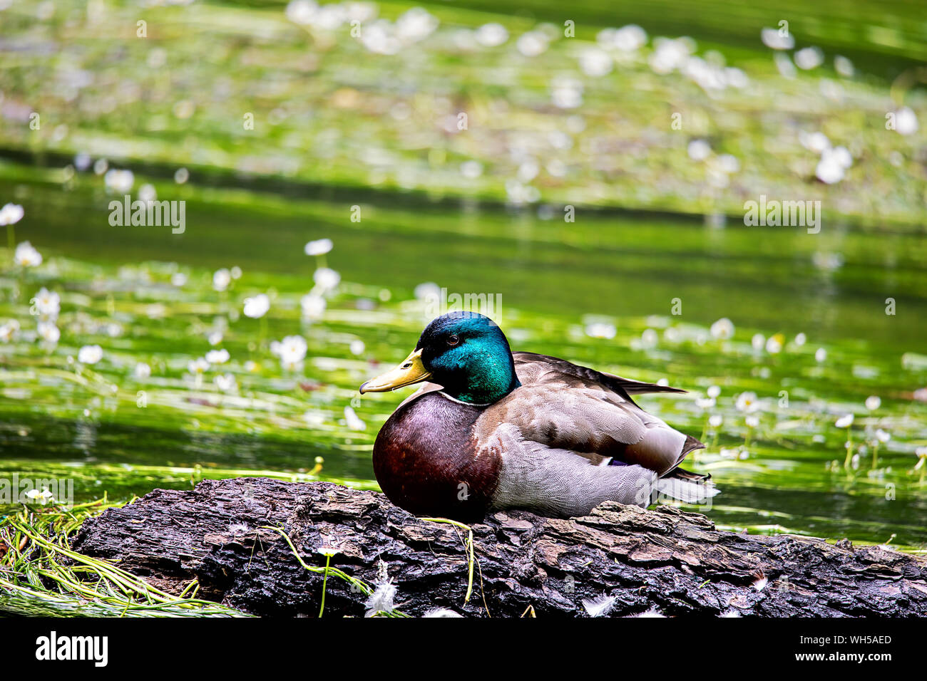 side view of a mal mallard duck resting on a tree trunk Stock Photo - Alamy