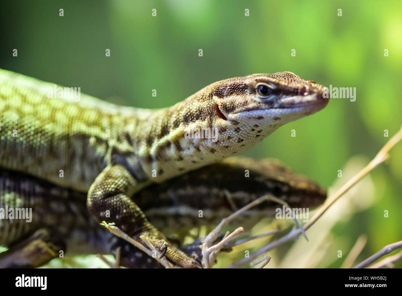 Lizards mating High Resolution Stock Photography and Images - Alamy
