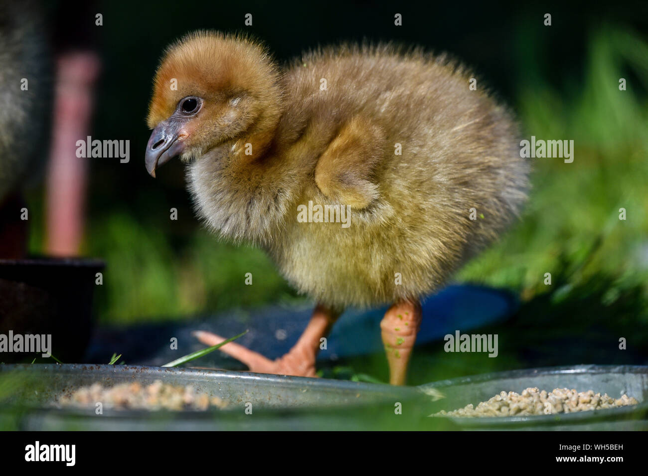 A crested screamer chick at WWT Slimbridge Wetland Centre in ...
