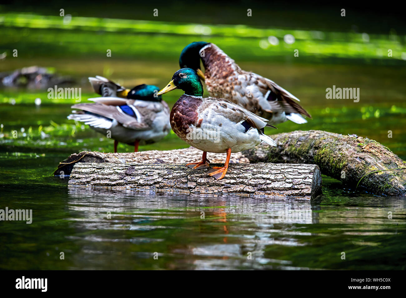 three male mallards standing on a fallen tree trunk Stock Photo - Alamy