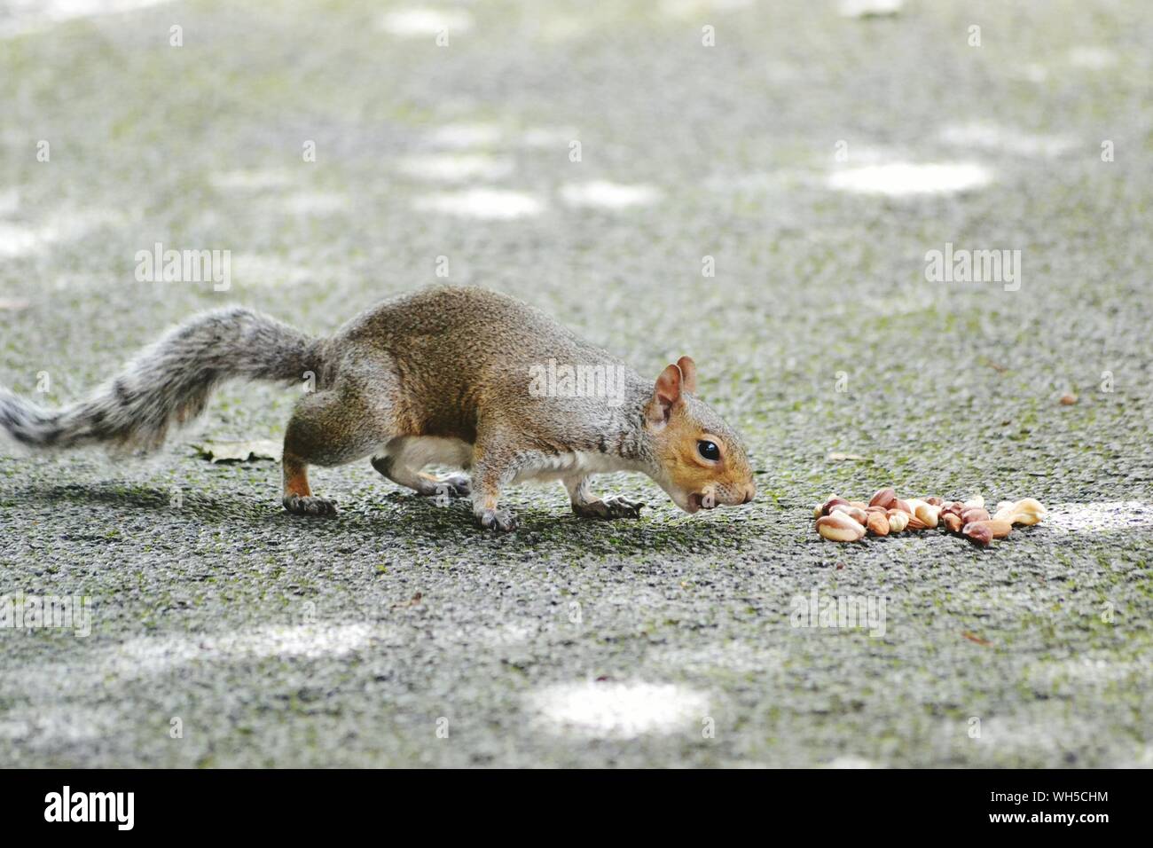 Squirrel eating nuts in nature hi-res stock photography and images - Alamy